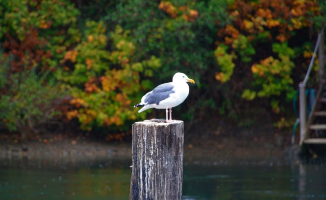 Albion Flat Beach in Albion, CA - California Beaches