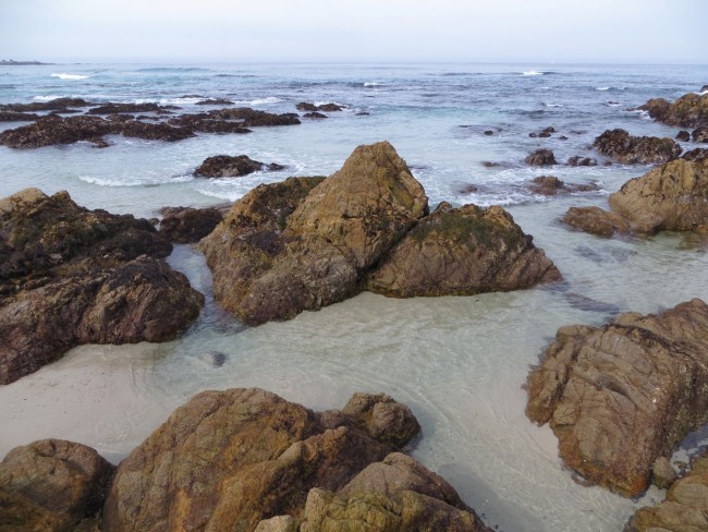 Asilomar State Beach in Pacific Grove, CA - California Beaches
