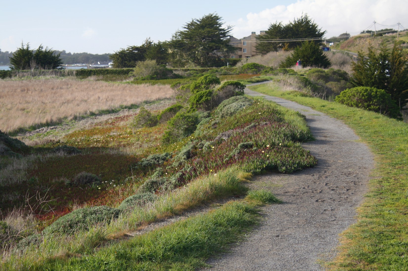 Bird Walk Coastal Access in Bodega Bay, CA - California Beaches