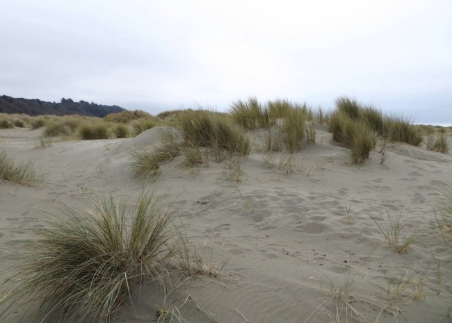 Clam Beach County Park in McKinleyville, CA - California Beaches