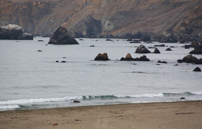 Dillon Beach in Dillon Beach, CA - California Beaches