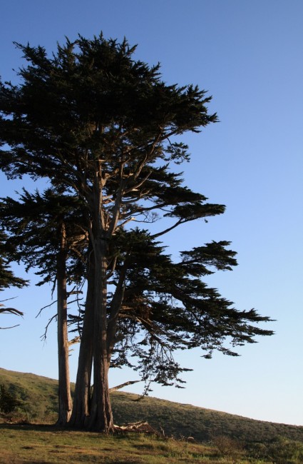 Driftwood Beach in Inverness, CA - California Beaches