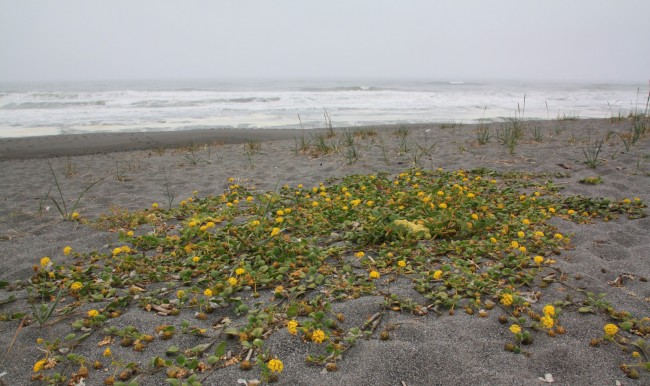 Dry Lagoon Beach in Trinidad, CA - California Beaches