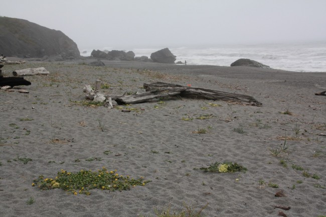 Dry Lagoon Beach in Trinidad, CA - California Beaches