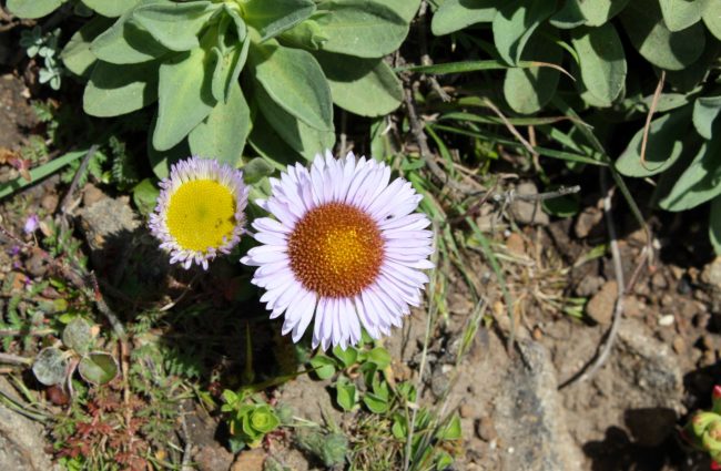 Fort Ross Campground Beach in Jenner, CA - California Beaches