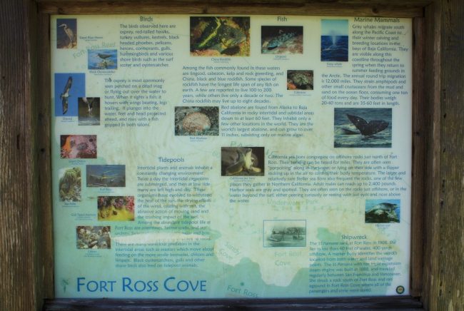 Sandy Cove Beach at Fort Ross in Jenner, CA - California Beaches
