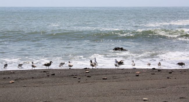Sandy Cove Beach at Fort Ross in Jenner, CA - California Beaches