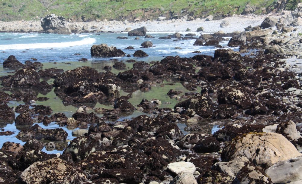 Fort Ross Reef in Jenner, CA - California Beaches