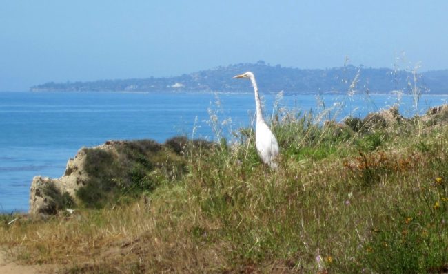 Loon Point Beach in Carpinteria, CA - California Beaches