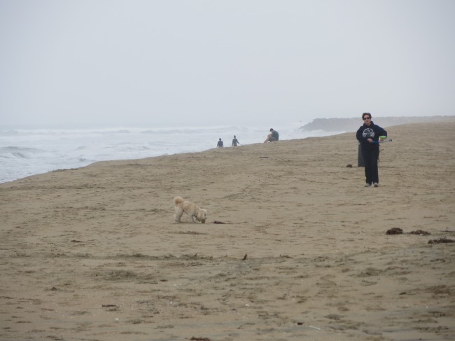 Huntington Dog Beach in Huntington Beach, CA - California Beaches