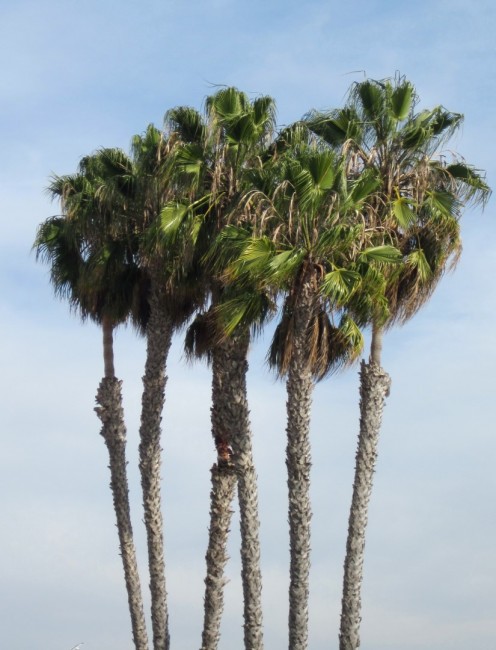 Marina Peninsula Beach (Charlie Beach) in Los Angeles, CA - California ...