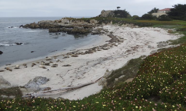 Beaches in Pacific Grove, CA - California Beaches