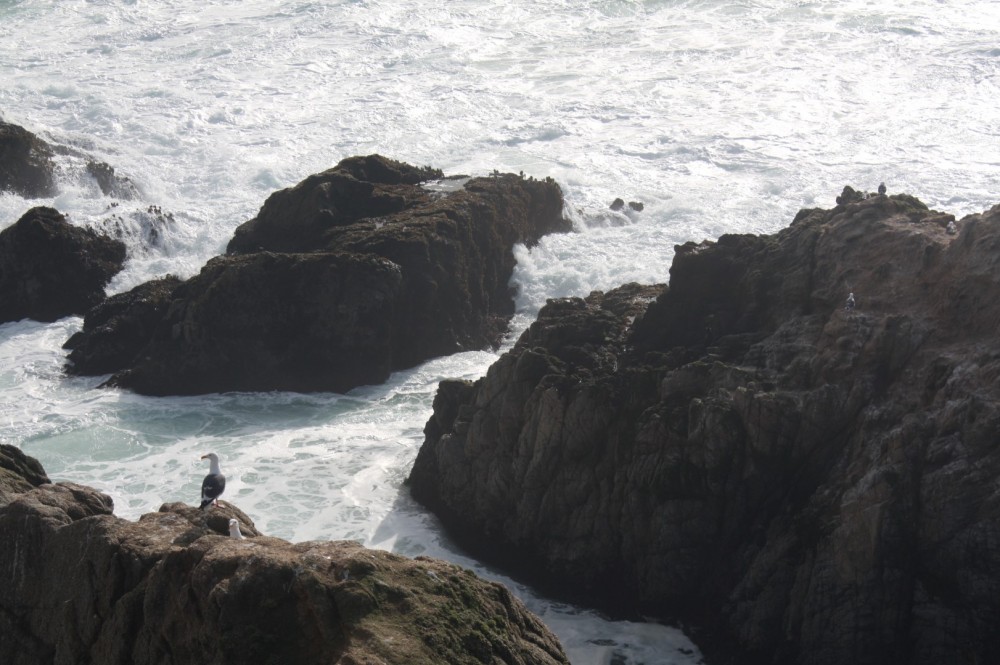 Bodega Head Beach in Bodega Bay, CA - California Beaches