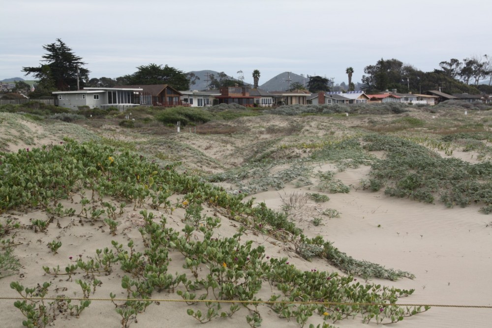 Morro Strand State Beach in Morro Bay, CA - California Beaches