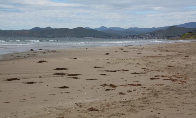 Morro Strand State Beach in Morro Bay, CA - California Beaches
