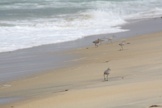 Border Field State Park Beach in San Diego, CA - California Beaches