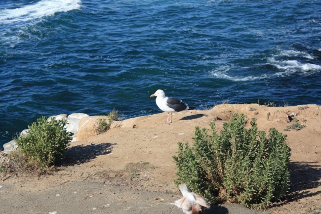 Shell Beach in La Jolla, CA - California Beaches