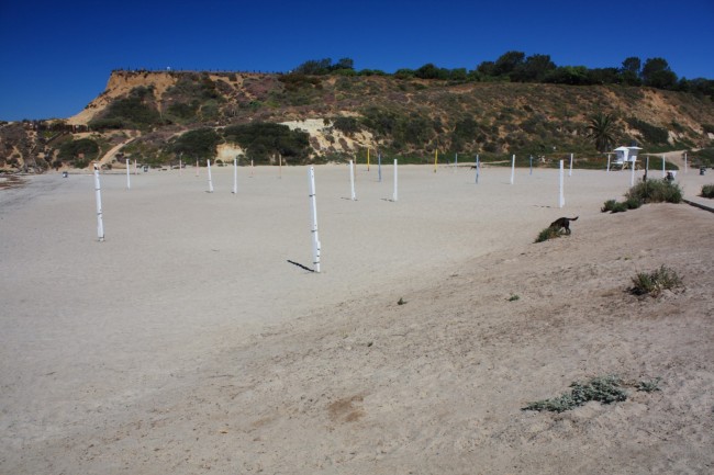 Del Mar Dog Beach – North Beach in Del Mar, CA - California Beaches
