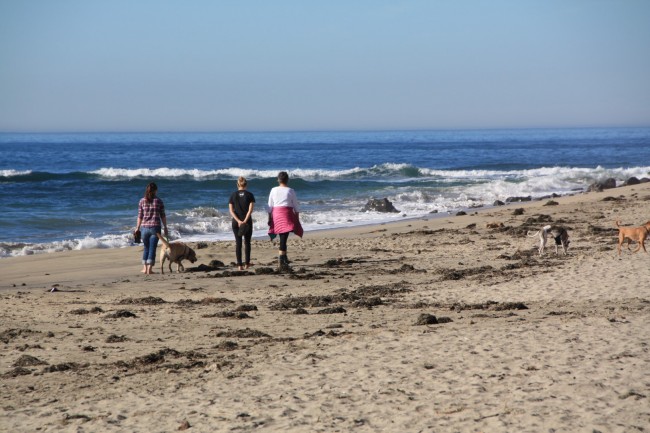 Mavericks Beach in Half Moon Bay, CA - California Beaches