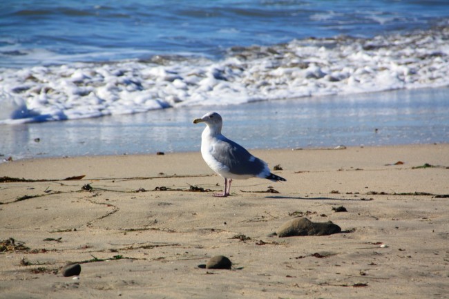 Mavericks Beach in Half Moon Bay, CA - California Beaches
