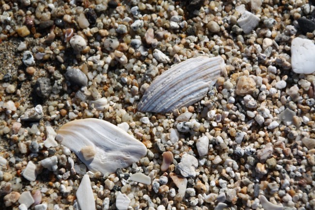Roosevelt Beach at Half Moon Bay State Beach in Half Moon Bay, CA ...