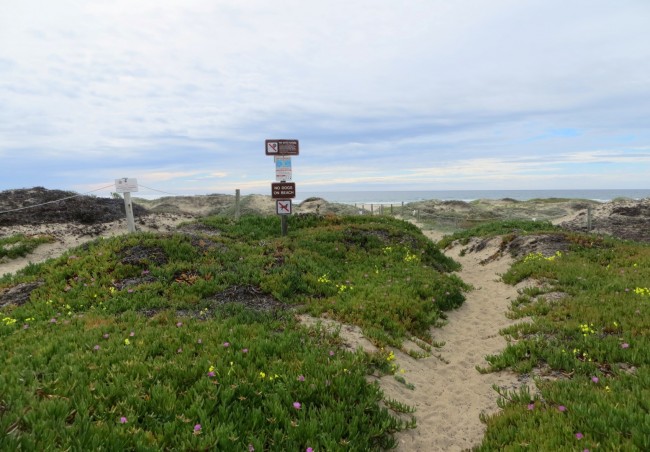 Morro Strand State Beach in Morro Bay, CA - California Beaches
