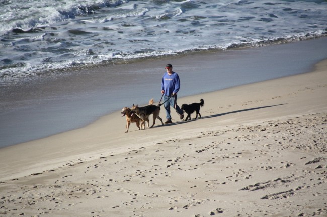 Poplar Beach in Half Moon Bay, CA - California Beaches