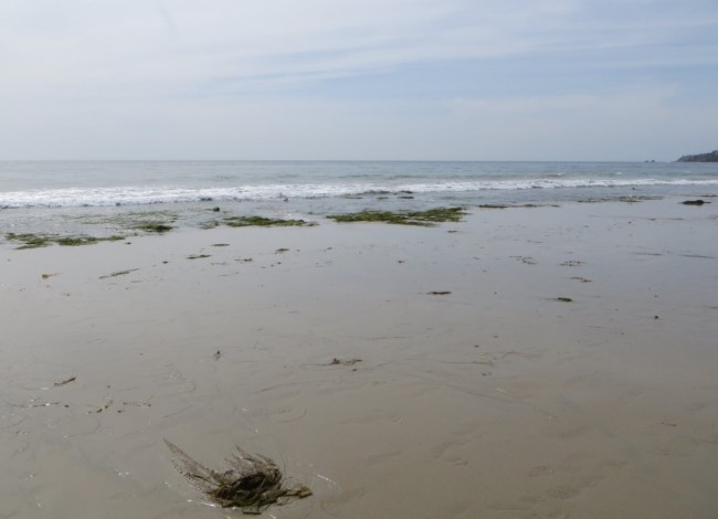 Thalia Street Beach in Laguna Beach, CA - California Beaches