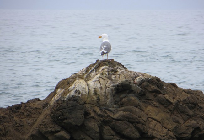 Mal Coombs Park (Shelter Cove Lighthouse) in Whitethorn, CA ...