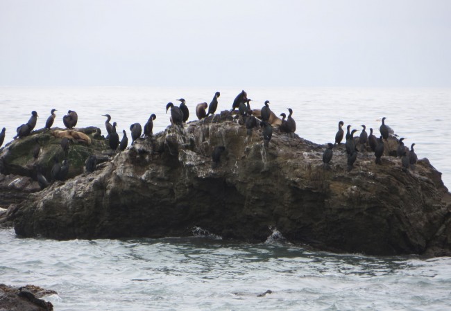 Mal Coombs Park (Shelter Cove Lighthouse) in Whitethorn, CA ...