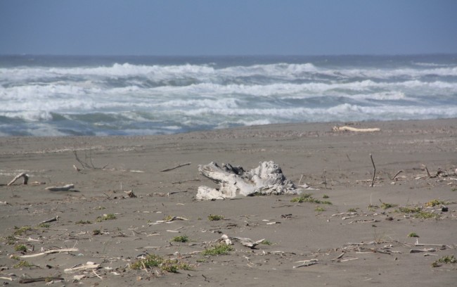 Mike Thompson Wildlife Area, South Spit Humboldt Bay in Loleta, CA ...