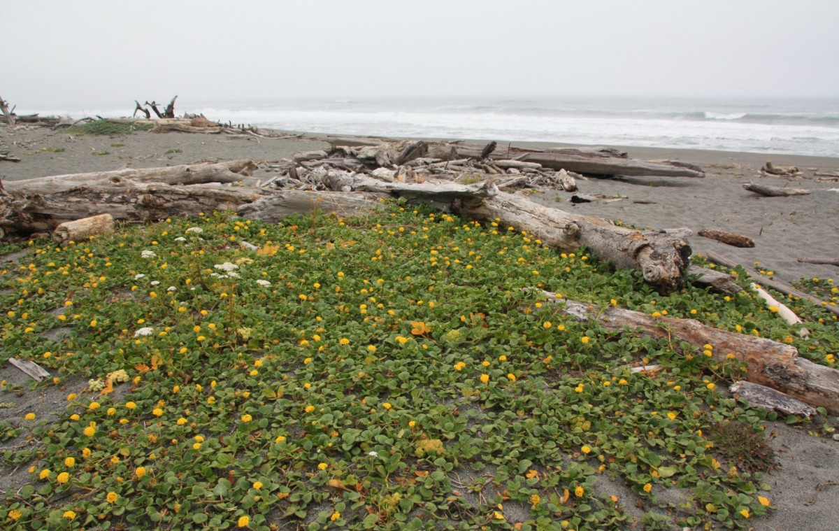Stone Lagoon Beach in Orick, CA - California Beaches