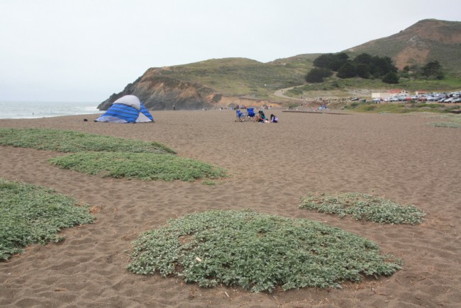 Rodeo Beach in Sausalito, CA - California Beaches