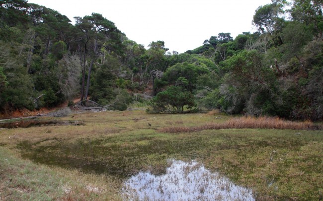 Shell Beach at Tomales Bay State Park in Inverness, CA - California Beaches
