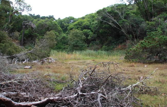 Shell Beach at Tomales Bay State Park in Inverness, CA - California Beaches