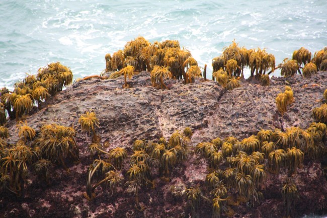 Stornetta Public Lands in Point Arena, CA - California Beaches