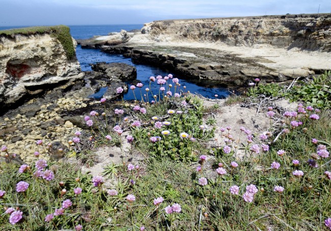 Stornetta Public Lands in Point Arena, CA - California Beaches