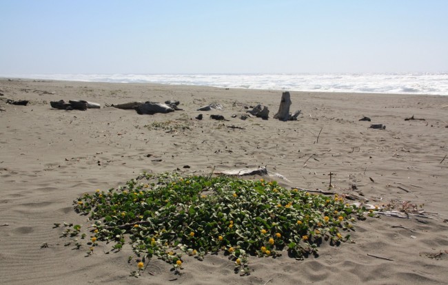 Table Bluff County Park Beach in Loleta, CA - California Beaches