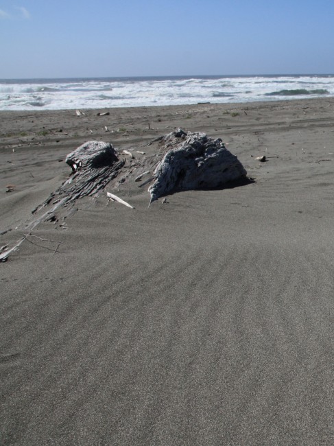 Table Bluff County Park Beach in Loleta, CA - California Beaches