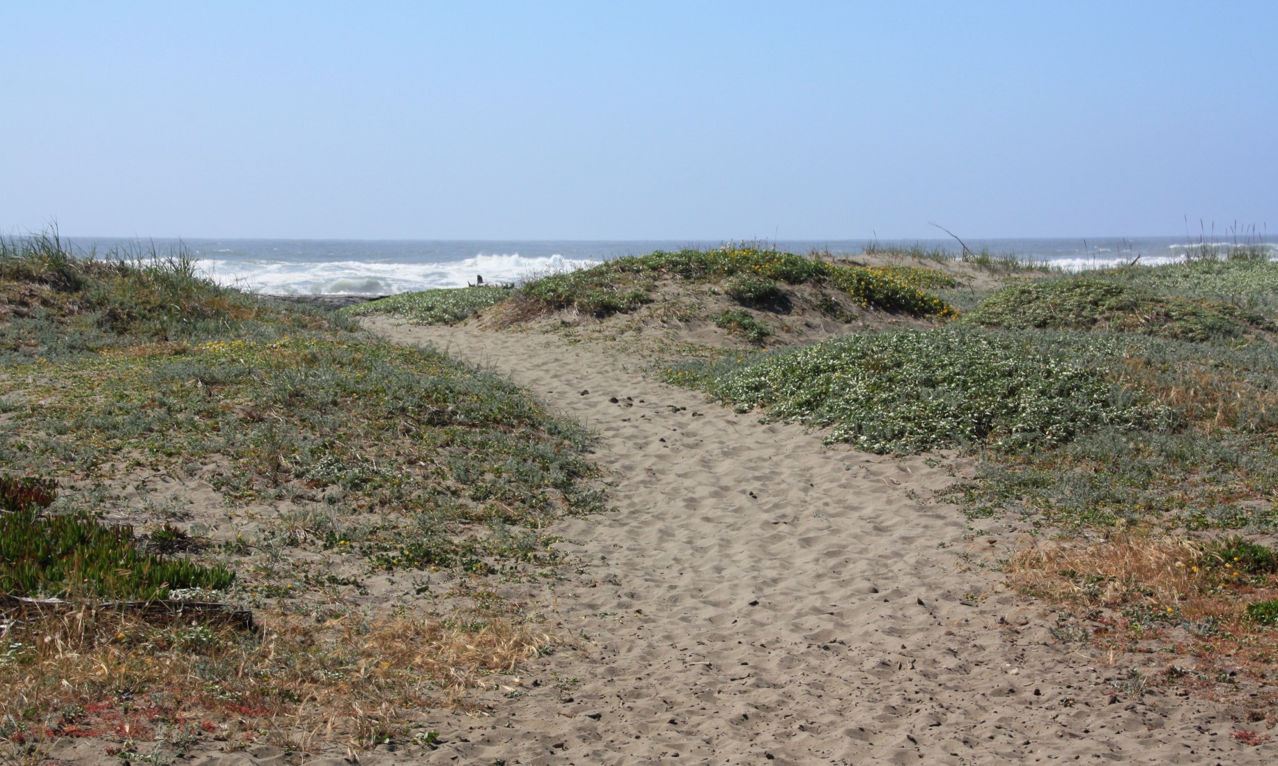 Table Bluff County Park Beach in Loleta, CA - California Beaches