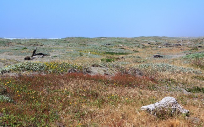 Table Bluff County Park Beach in Loleta, CA - California Beaches