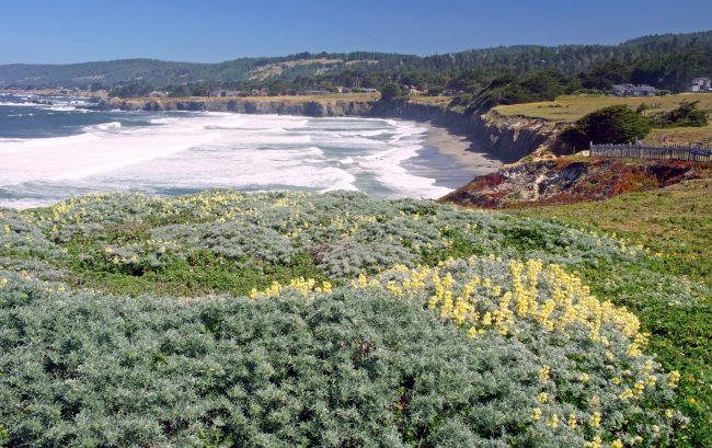 Black Point Beach in Sea Ranch, CA - California Beaches
