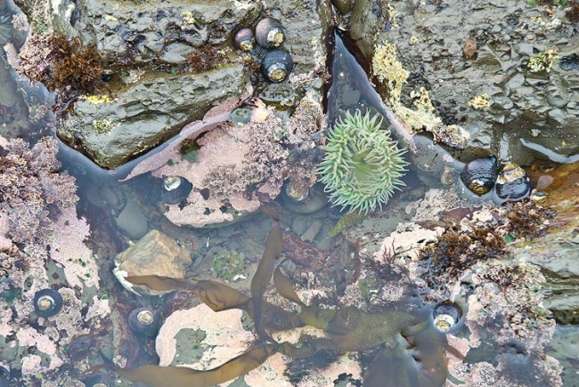 The Best California Tide Pools - California Beaches
