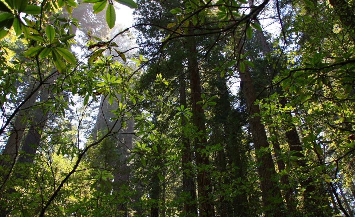 Redwood National Park, Orick, CA - California Beaches