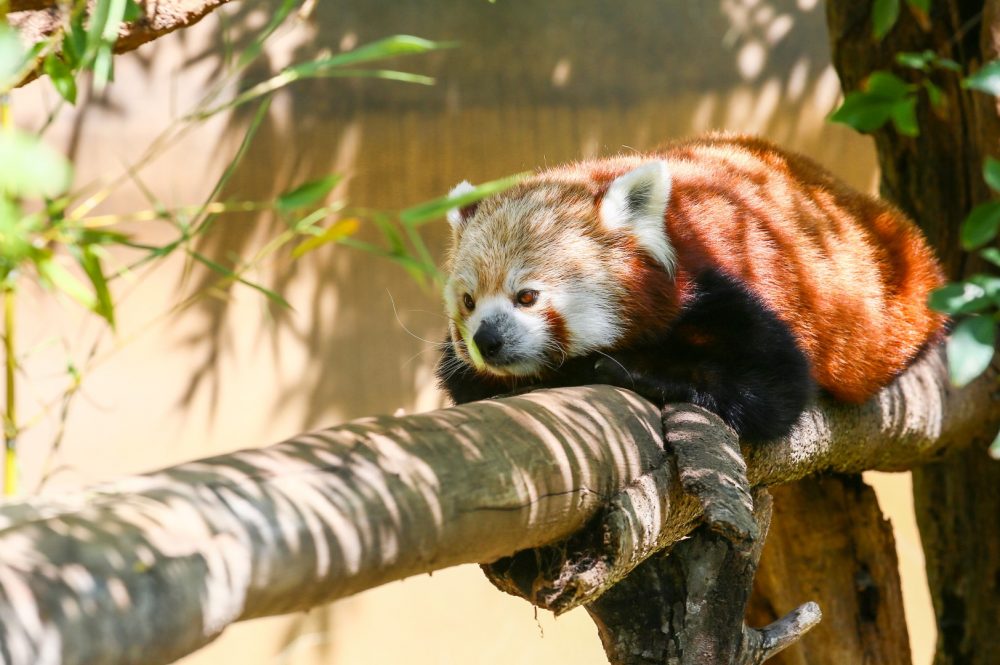 Zoomars Petting Zoo, San Juan Capistrano, CA - California Beaches