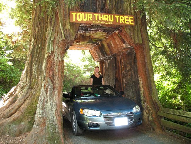 Tour-Through Tree, Klamath, CA - California Beaches