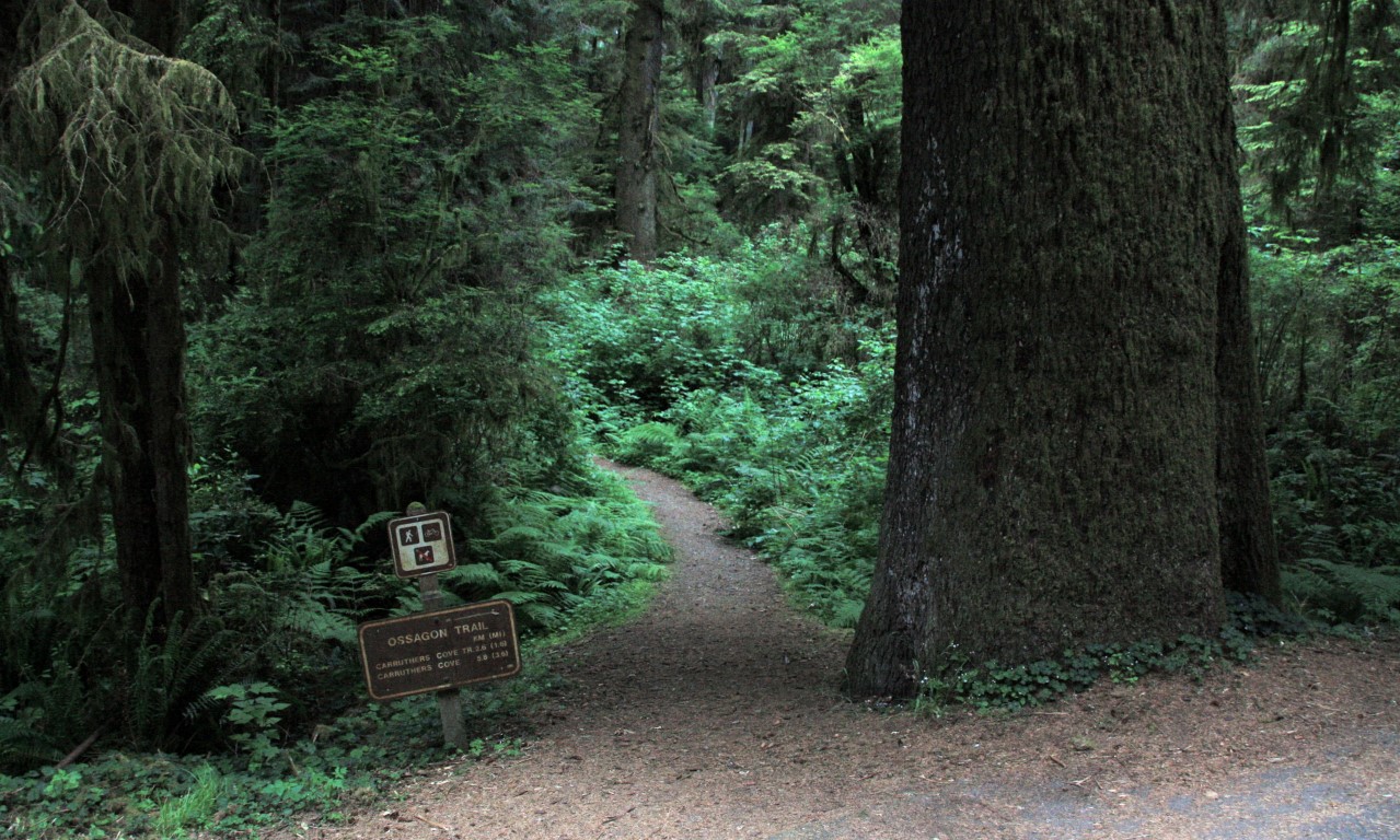Ossagon Creek Trail & Beach in Orick, CA - California Beaches