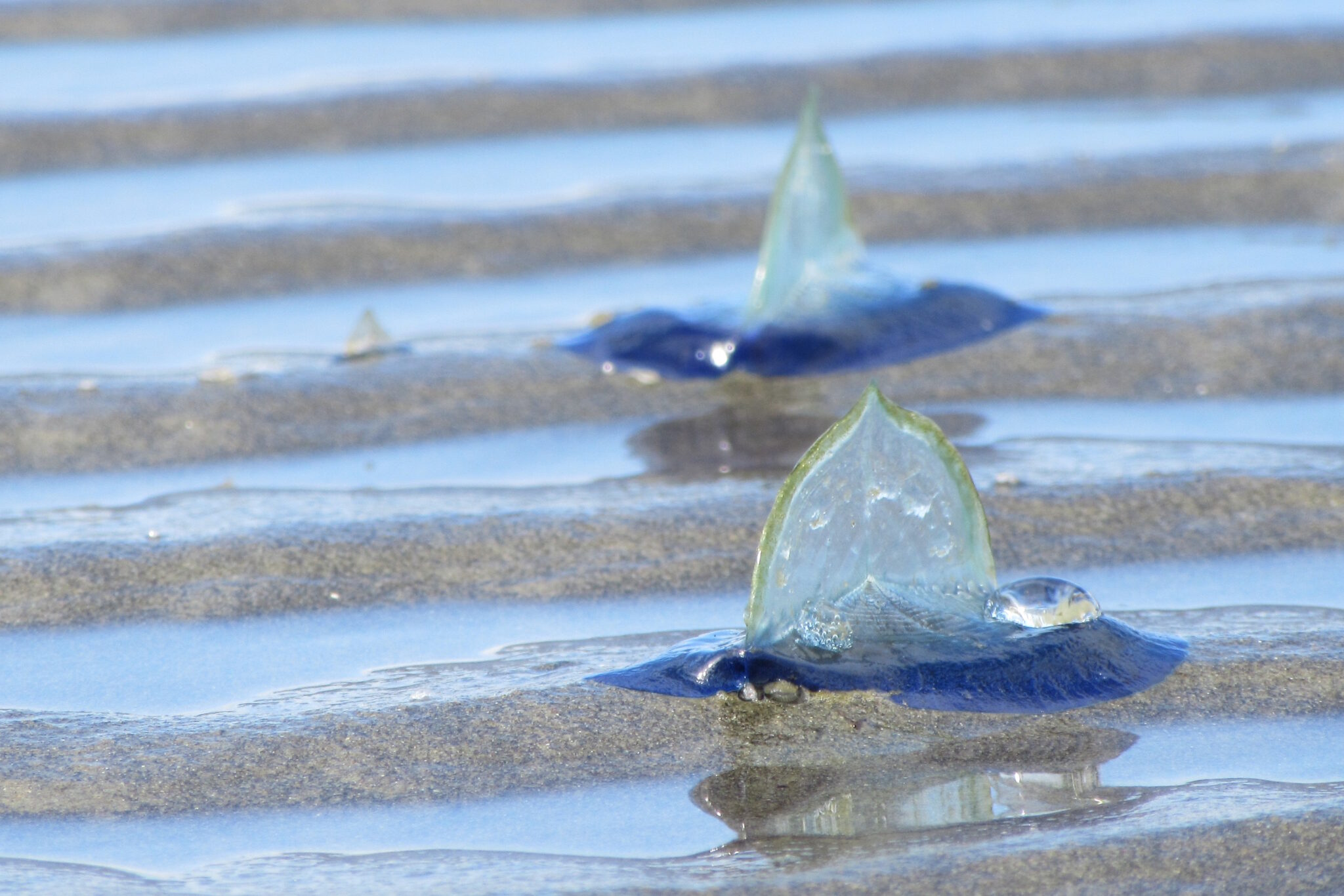 Velella, The Little Blue Creatures on California Beaches - California ...